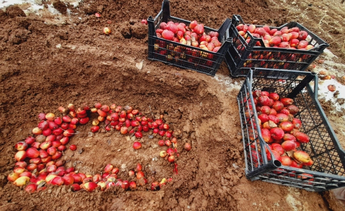 Van’da toprağın altındaki saklı elma’s: SĚVĚ ÇALĚ! - Şehrivan | Van ...