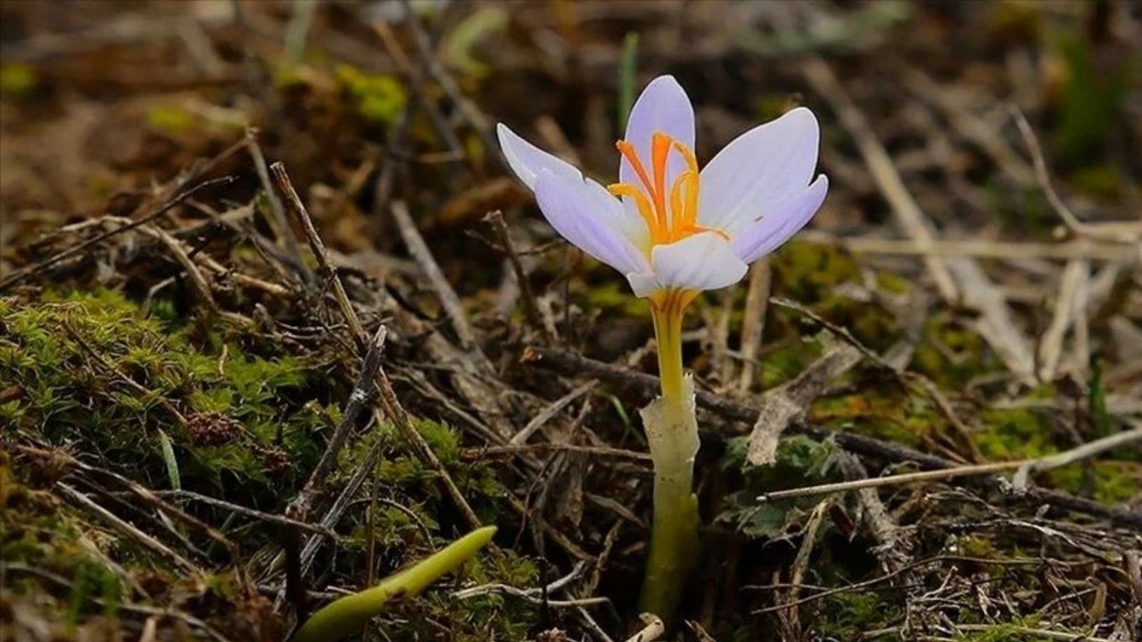 2025 Cemre düşme tarihleri | Üçüncü cemre ne zaman ve nereye düşüyor ...